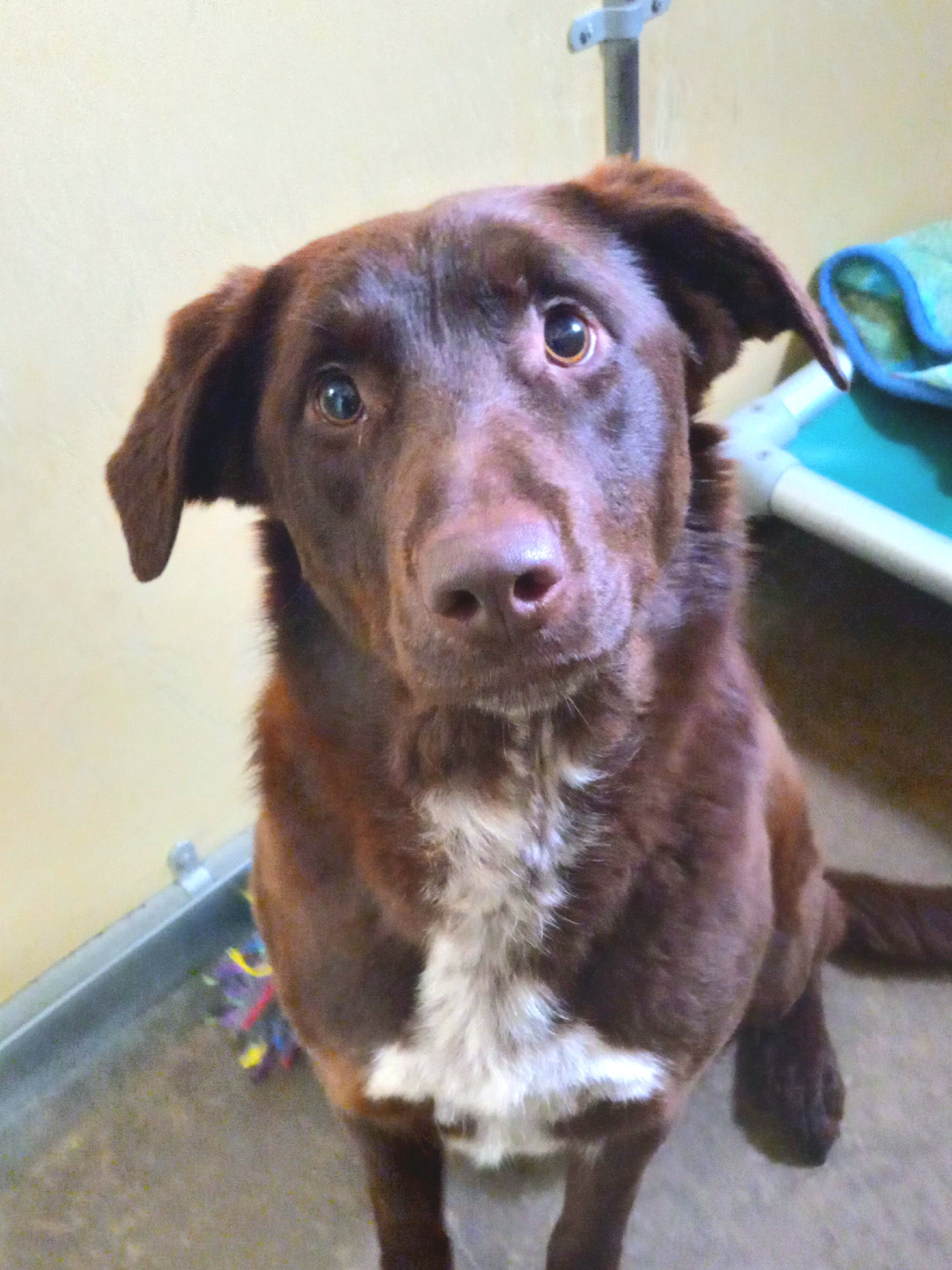 Ginger Is NCCR Dog Of The Week | News, Sports, Jobs - Post Journal
